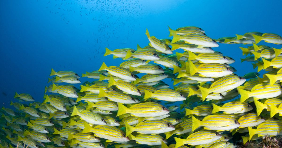 Visit Maldives - Places > Diving in North Malé Atoll