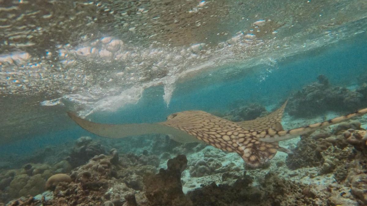 Visit Maldives - News > Extraordinary marine sightings complement the ...