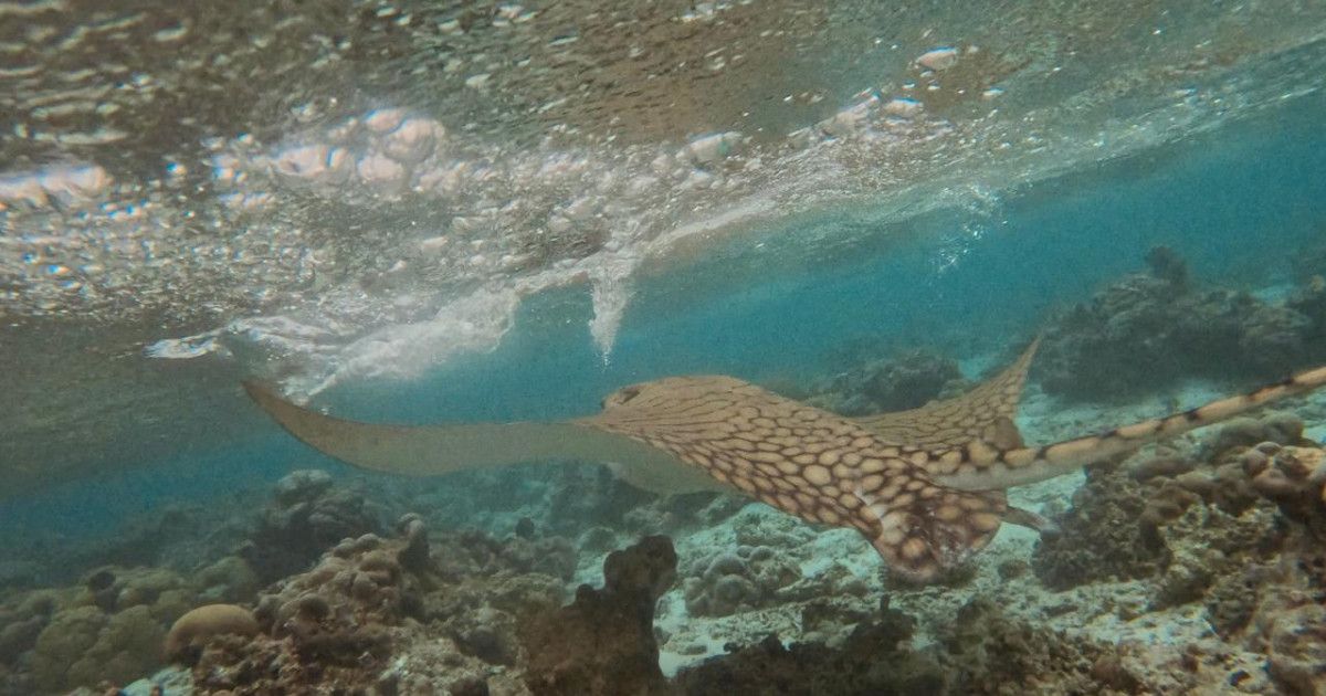 Visit Maldives - News > Extraordinary marine sightings complement the ...